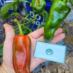 Marconi Rosso Italian Sweet Pepper Seeds Unique Creek Homestead ...
