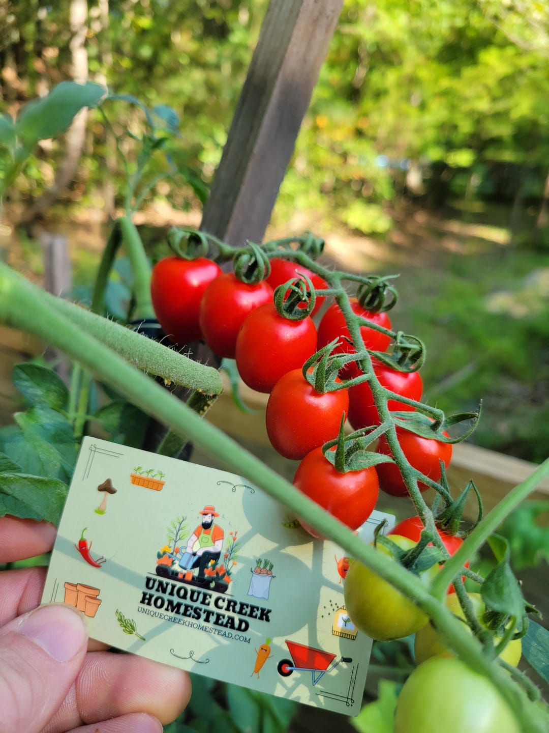 GARDENERS SWEETHEART TOMATO Seeds Organically Grown Unique Creek ...