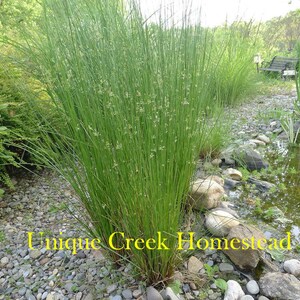 Common RUSH SEEDS Juncus Juncaceae Flowering Plant Naturally Grown on ...
