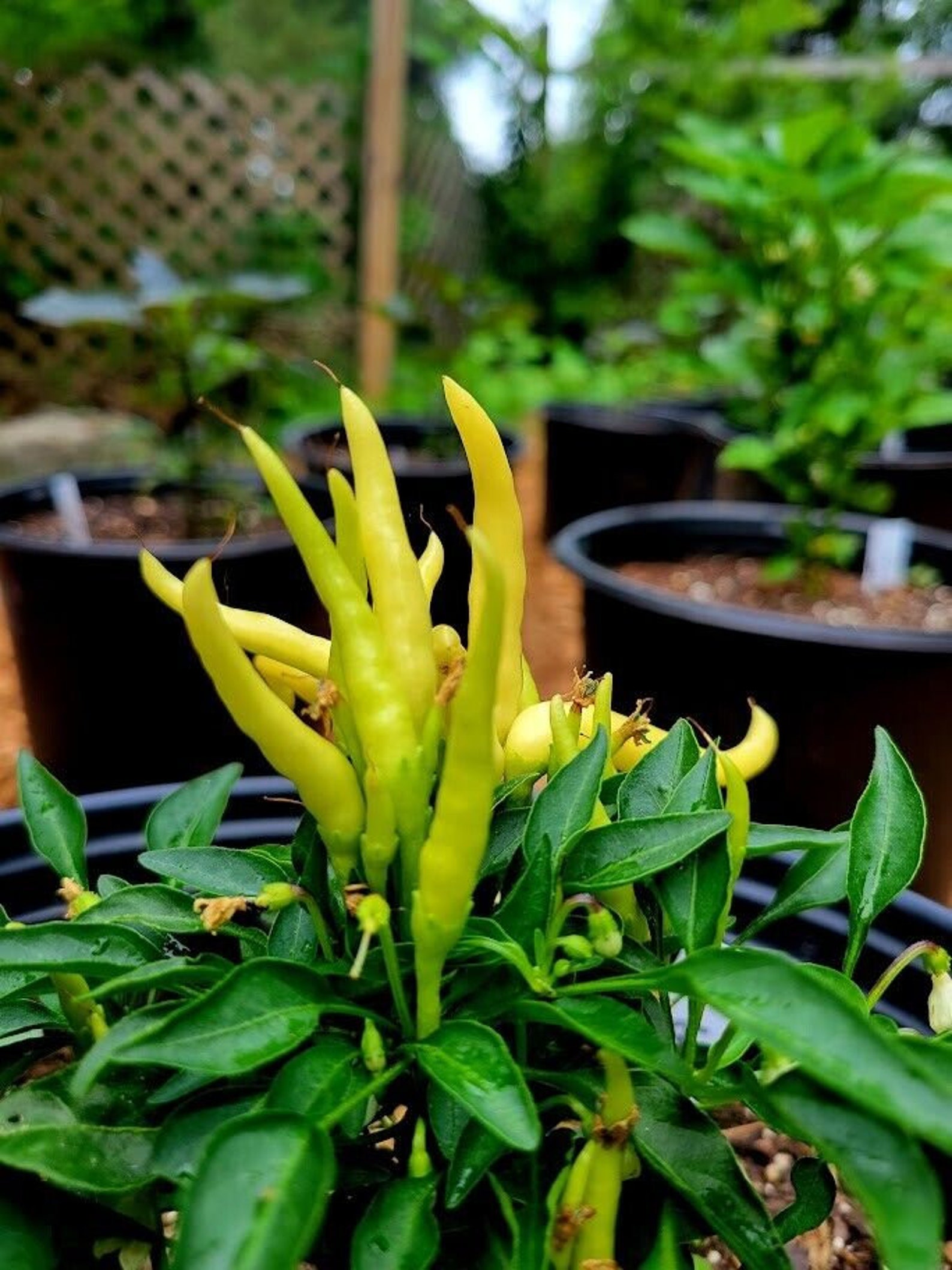 MEDUSA Sweet Mild Ornamental Chili Pepper Seeds Unique Creek Homestead ...