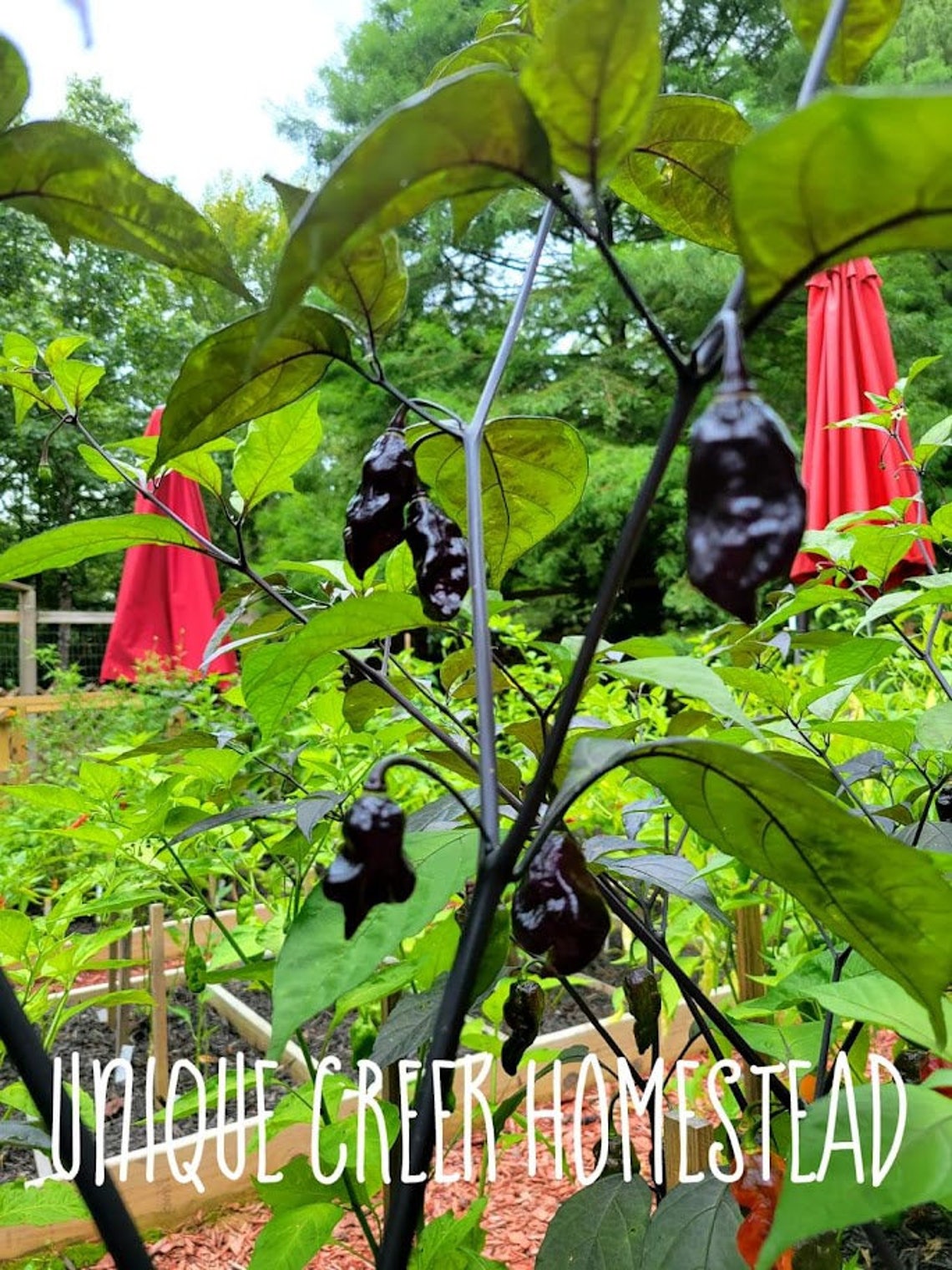 PINK TIGER Super HOT Chili Pepper Seeds 1-million Scoville - Etsy