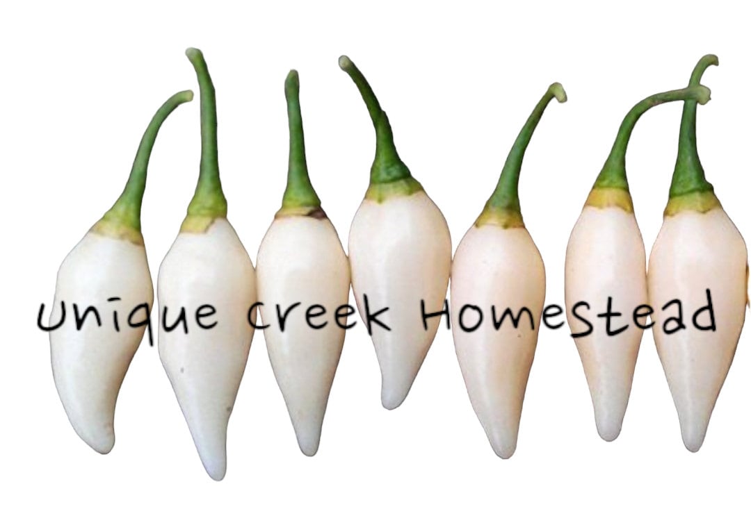 COYOTE TEETH Hot Chili Pepper Seeds 60,000-100,000+ Scoville SHU Unique ...