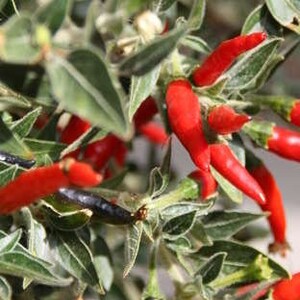 GOATS WEED the Devils Chili Pepper Seeds HOT Organically Grown Unique ...