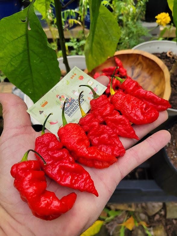 Leviathan Gnarly Scorpion Pepper Seeds Super Hot 1,000,000+ Scoville ...