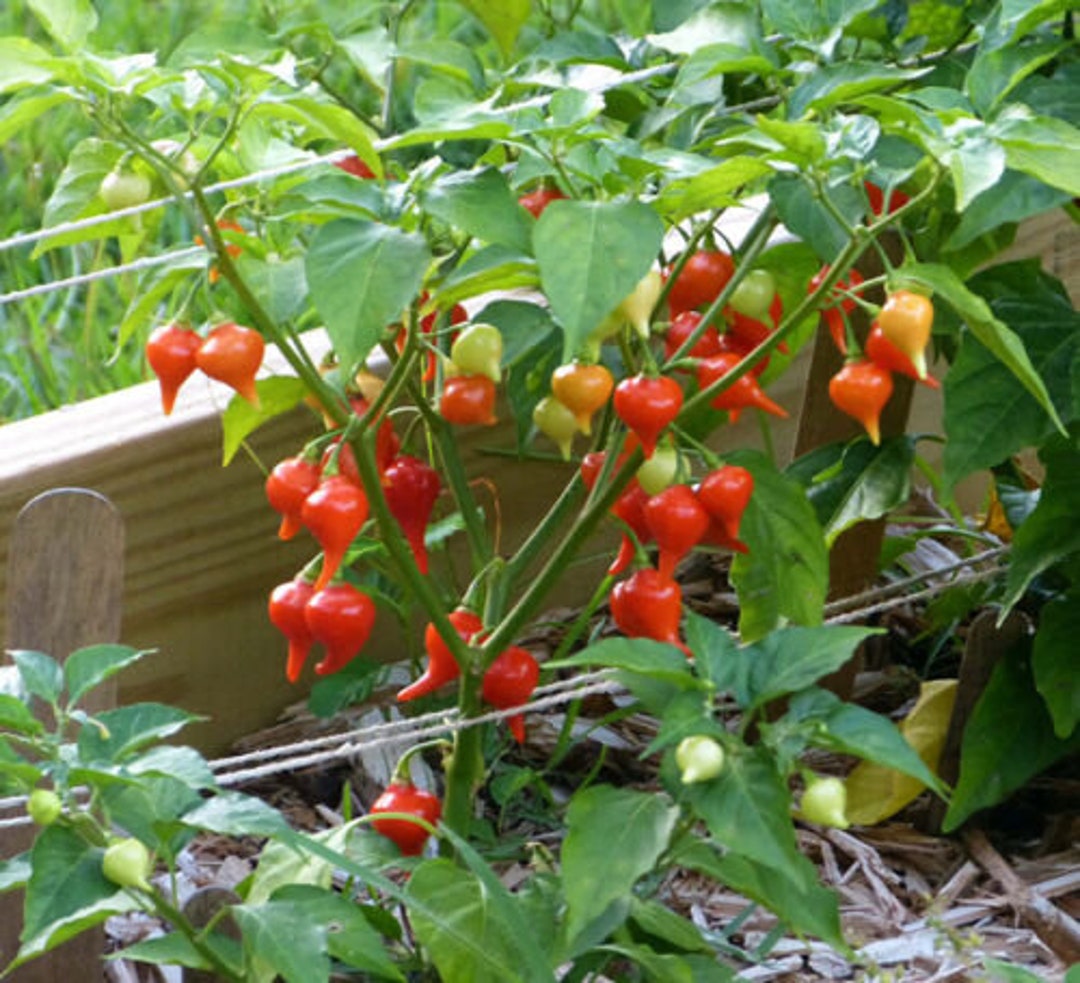 Sweety Drops Little Beak Chili Pepper Rare Seeds Unique Creek Homestead ...