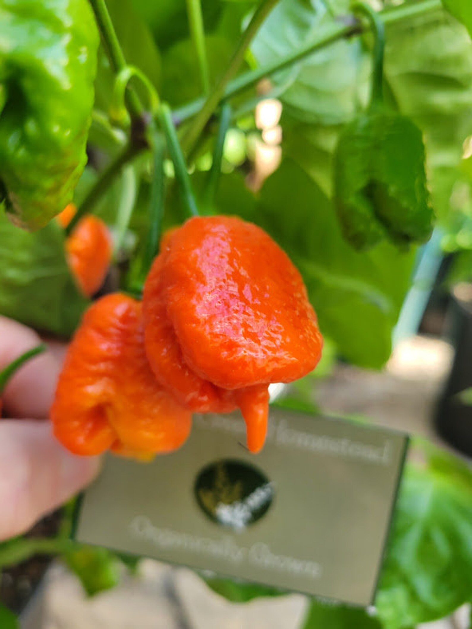 Dragons Breath Pepper Seeds SUPER HOT 2.48 Million Scoville - Etsy