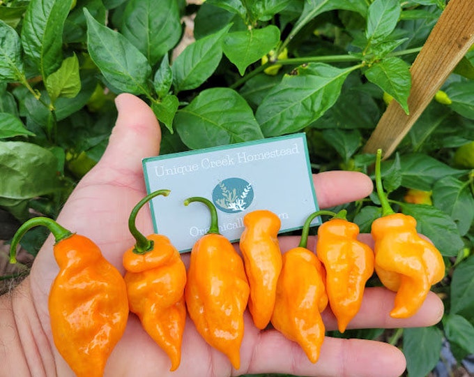 Habanada Pepper Seeds - Etsy