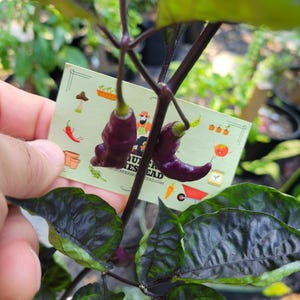 Thors Thunderbolt Hot Pepper Seeds 300,000-500,000 Scoville SHU ...