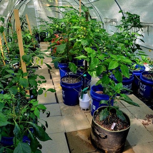 ORION Pepper Seeds Super Hot 1,500,000+ Scoville SHU Rare Exotic Chili ...