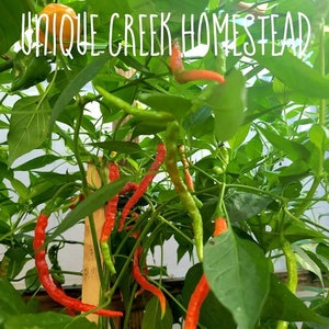 INDIAN JWALA Hot Chili Pepper Seeds Grown Unique Creek Homestead ...