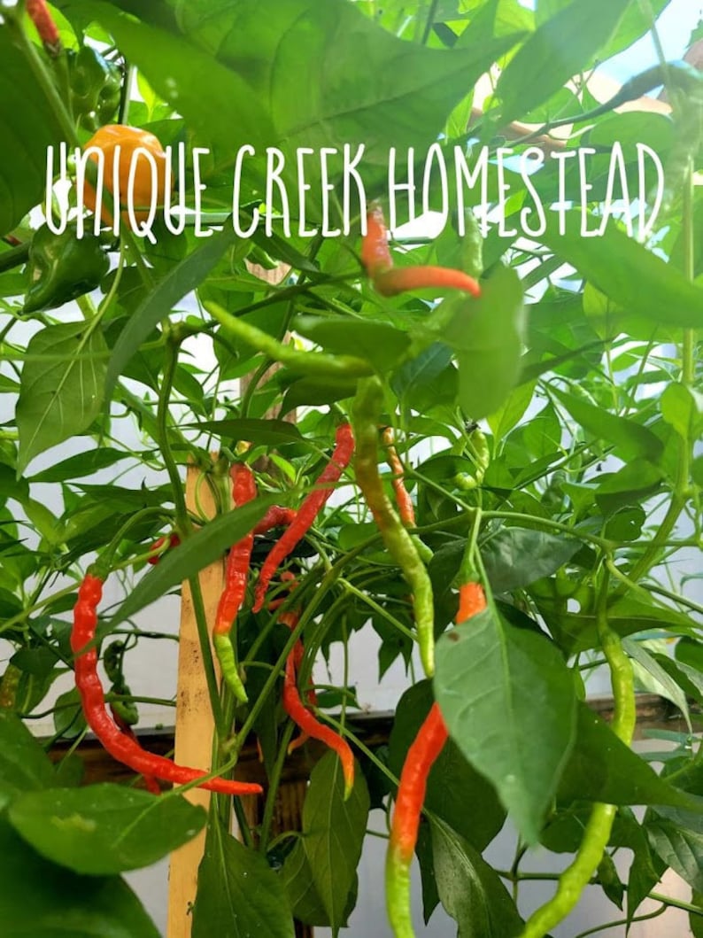 INDIAN JWALA Hot Chili Pepper Seeds Grown Unique Creek Homestead ...