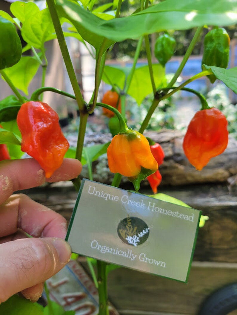 SUPER HOT Pepper Seeds VARIETY Packs Carolina Reaper Dragons Breath ...