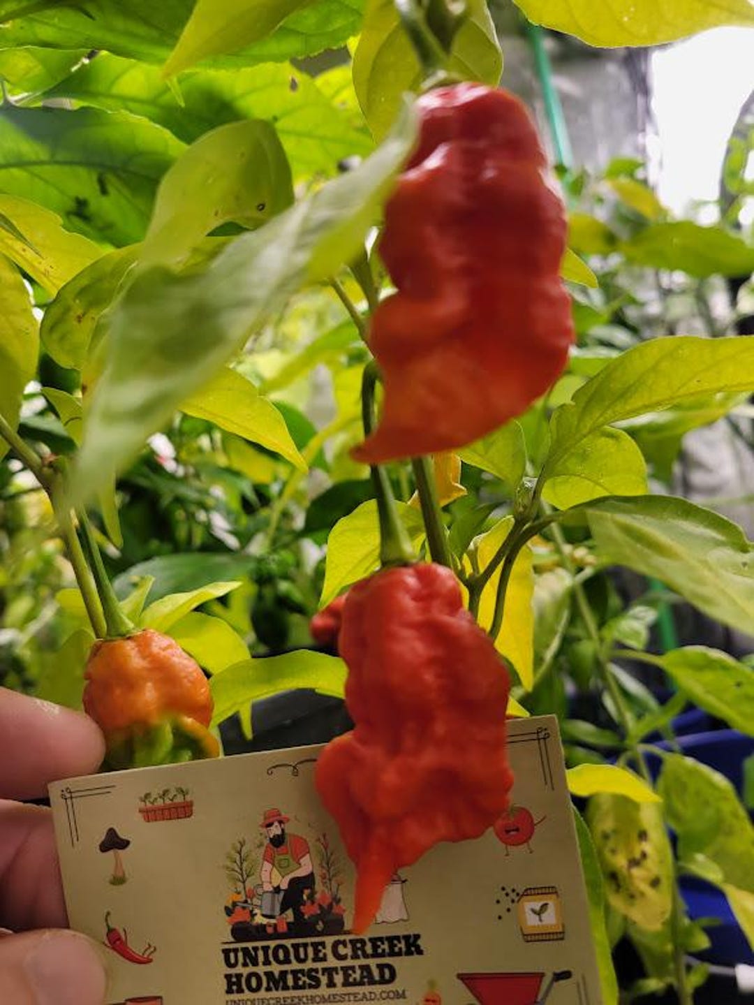 Death Dragon Pepper Seeds 2,000,000+ Scoville Super Hot Hottest Peppers ...