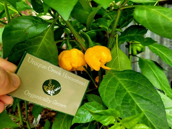 Yellow CAROLINA REAPER PEPPER Seeds Organically Grown Unique - Etsy