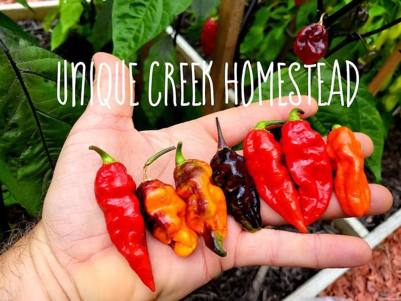 PINK TIGER Super HOT Chili Pepper Seeds 1-million Scoville - Etsy