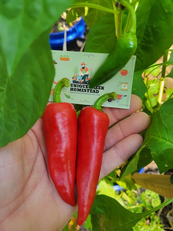 BASQUE ESPELETTE Pepper Seeds Organically Grown Unique Creek Homestead ...