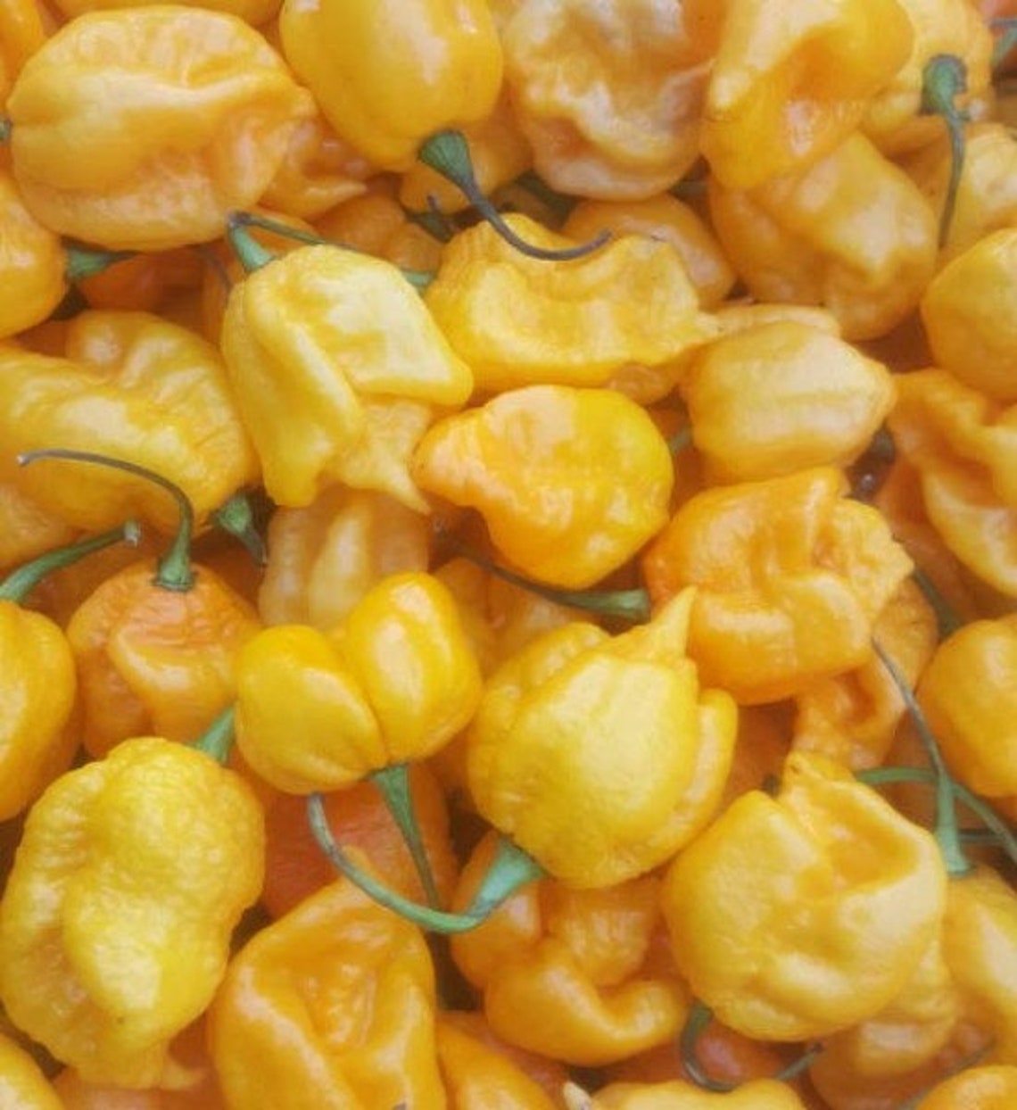 Yellow CAROLINA REAPER PEPPER Seeds Super Hot Chili Peppers 2,200,000 ...