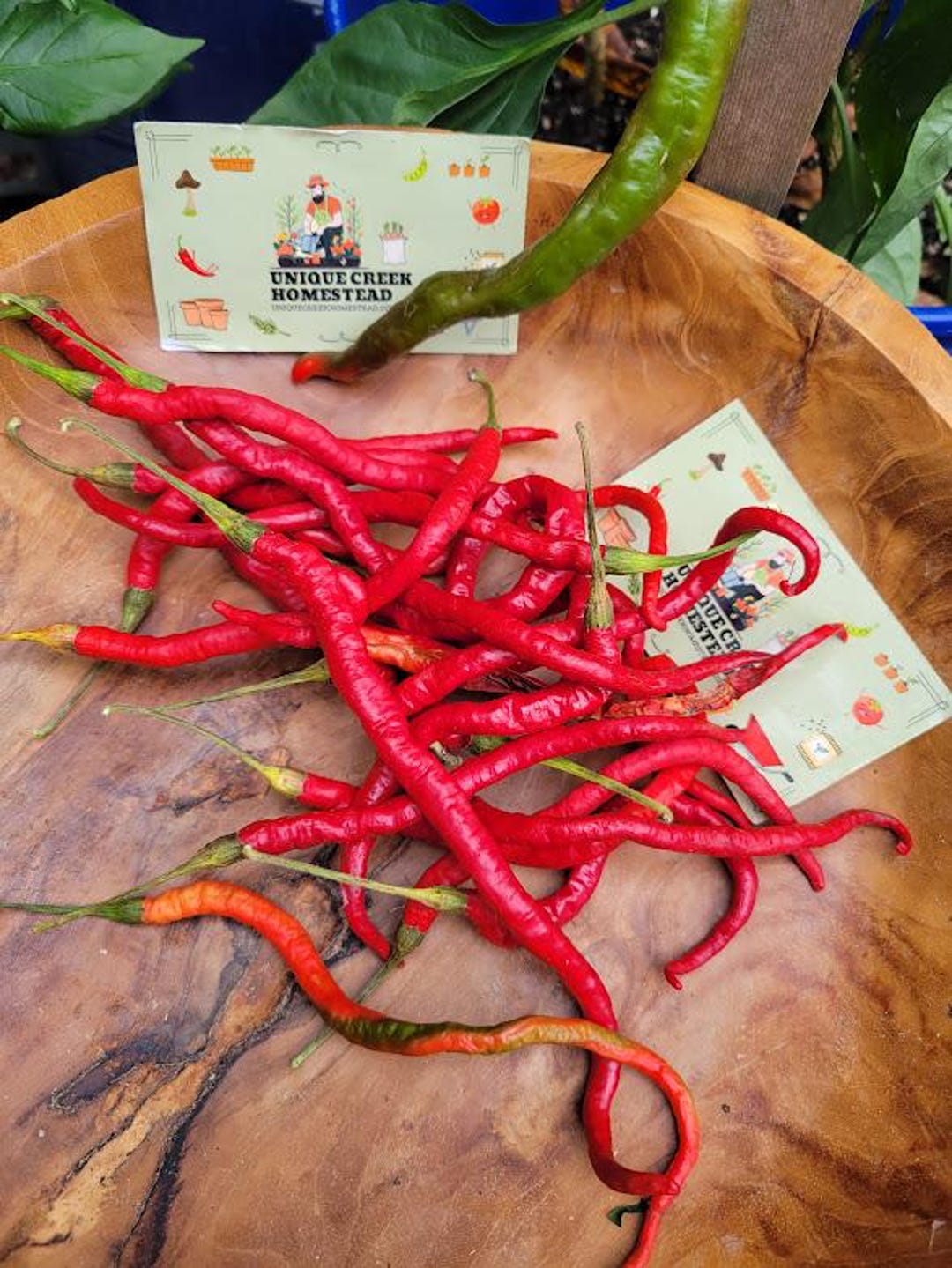 Thunder Mountain Longhorn Pepper Seeds 20,000-40,000 Scoville SHU HOT ...