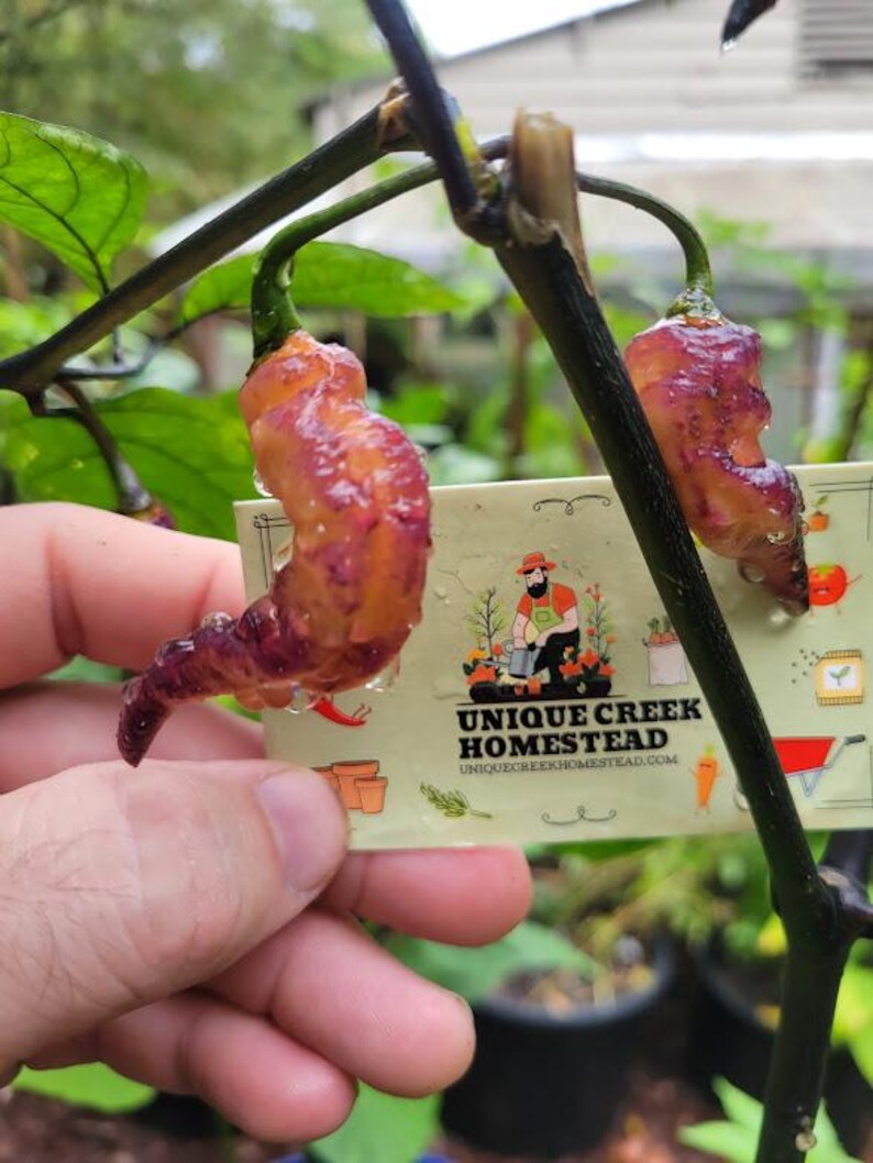 Thors Thunderbolt Hot Pepper Seeds 300,000-500,000 Scoville SHU ...