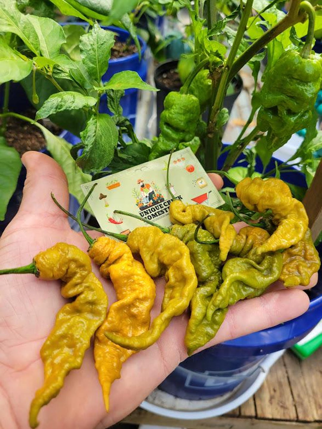 Primotalii Mustard Pepper Seeds SUPER HOT 2,200,000+ Scoville SHU Rare Exotic Chili Pepper ...