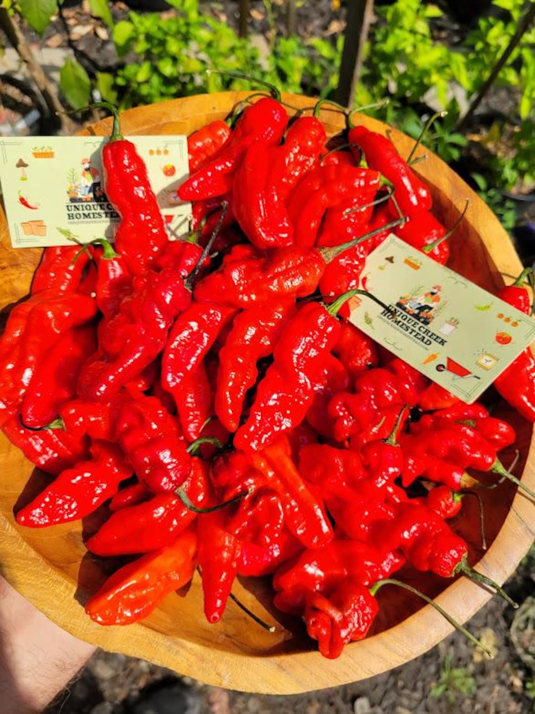 Naga Morich Pepper Seeds Super Hot 800,000+ Scoville SHU India Variety ...