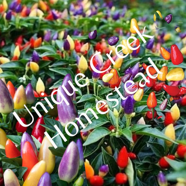 Chinese Chili Pepper Seeds - Etsy