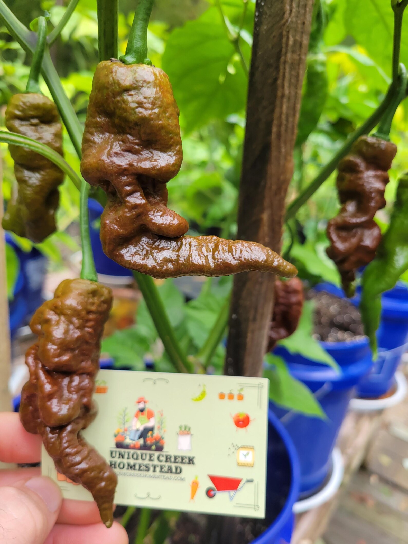 T-rex Chocolate Pepper Seeds SUPER HOT 1,500,000+ Scoville SHU Rare ...