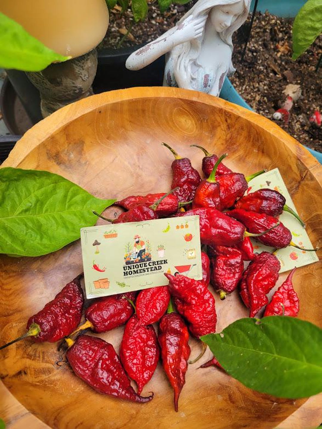 Fox Ghost Gnarly Ruby Pepper Seeds 1,000,000+ Scoville SHU Exotic Chili Pepper Unique Creek ...