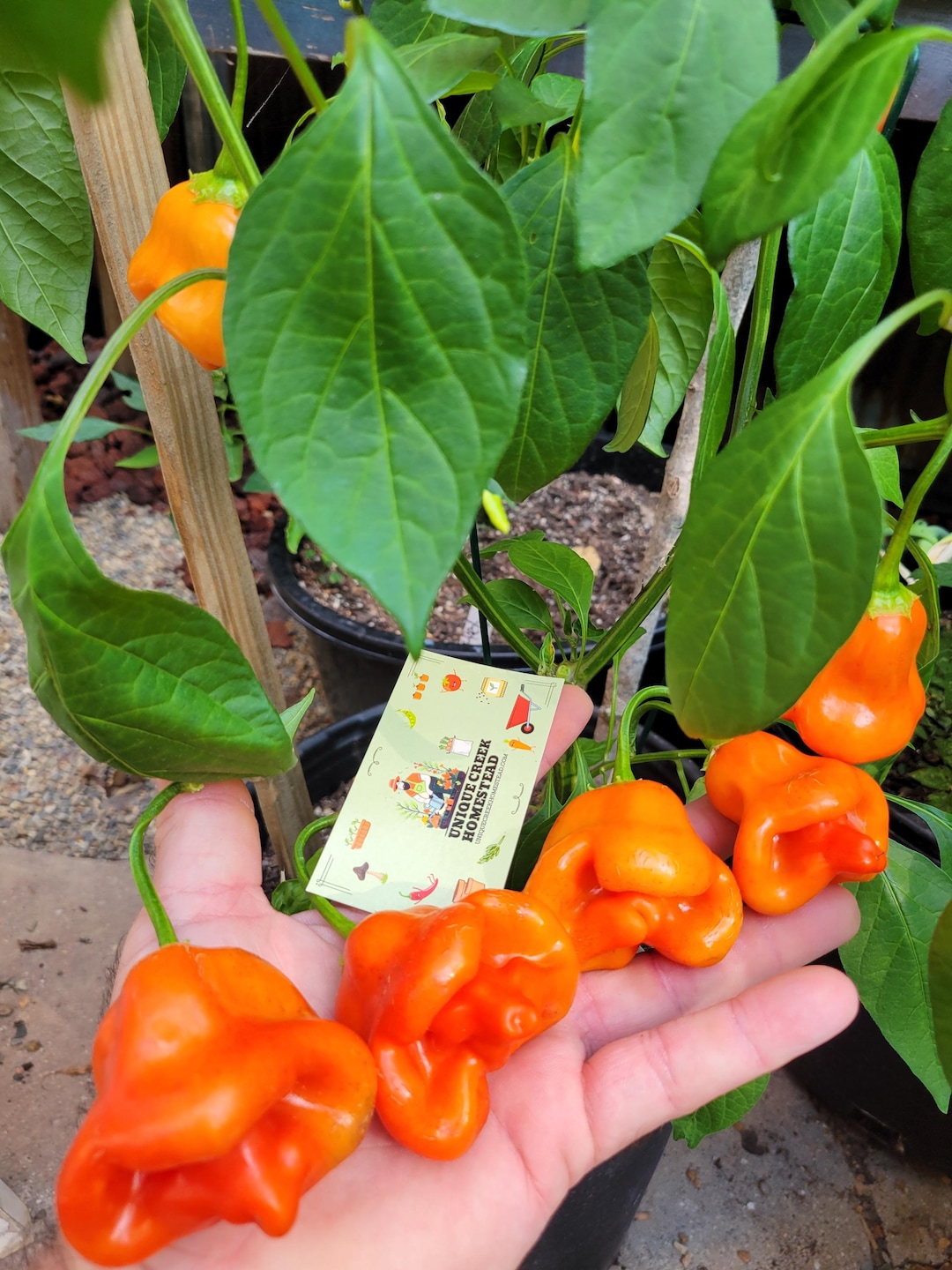 Tangerine Tiger Pepper Seeds Mild Fruity Large Pods Highly Productive ...