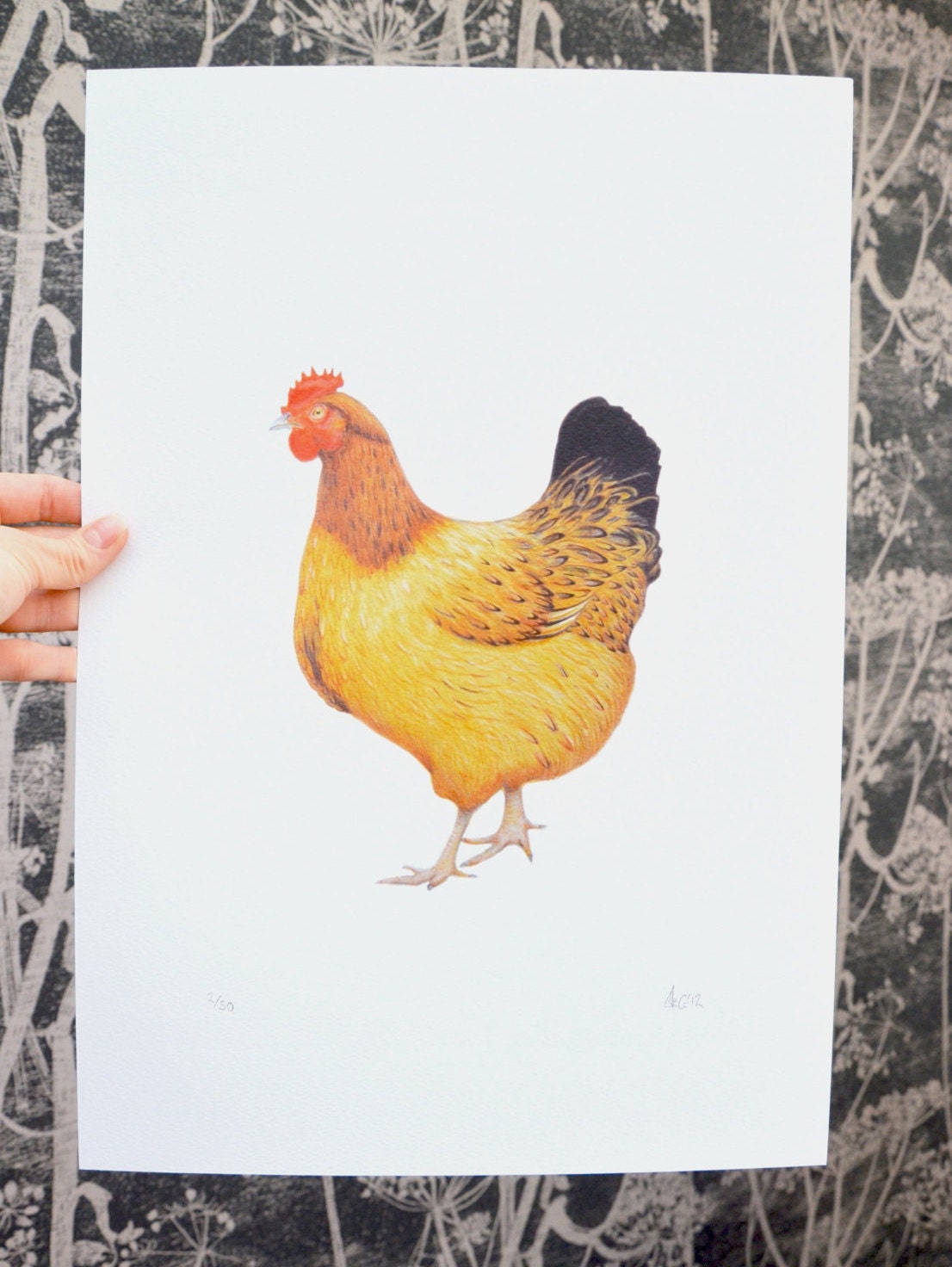 Chicken Print | Hen Picture | Chicken Drawing | Chicken Picture | Hen ...