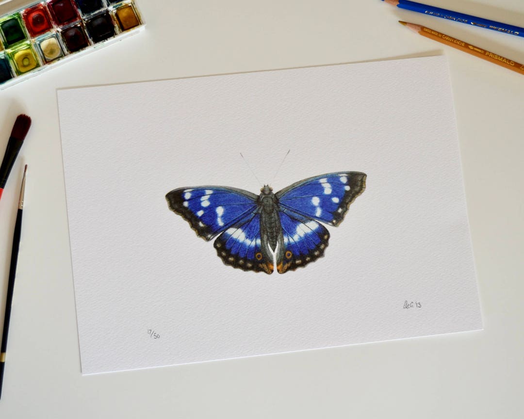 Impresión de mariposas Imagen de la mariposa Dibujo de mariposa ...