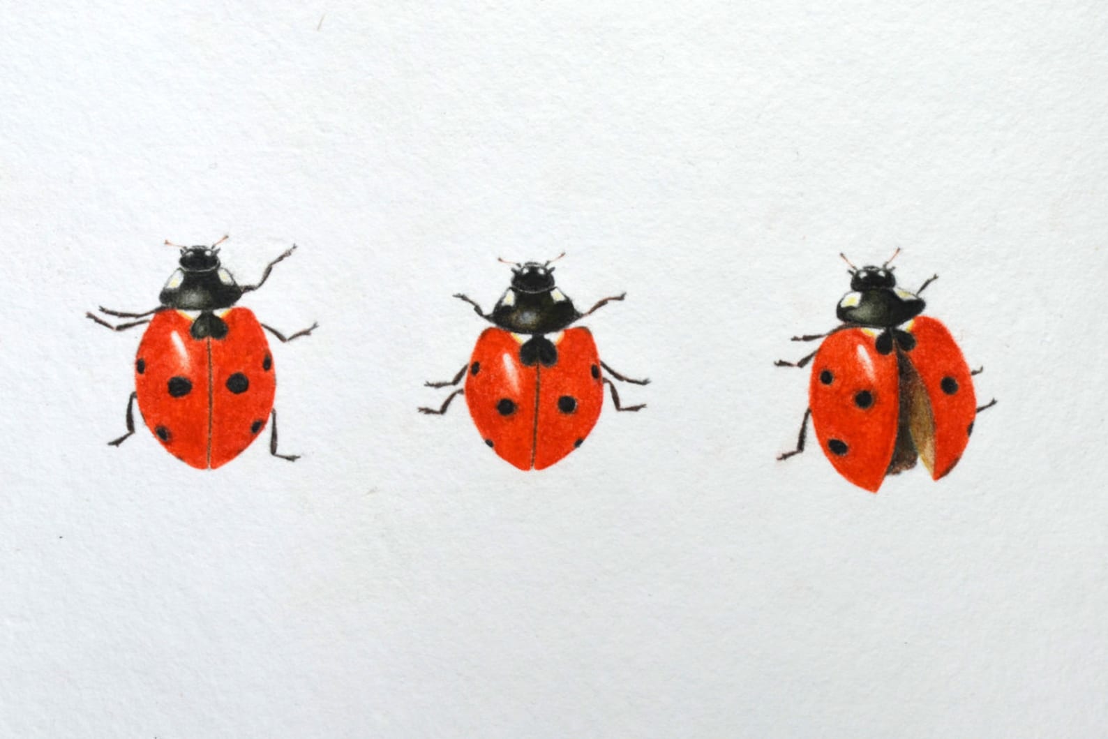 Ladybird Print | Ladybug Picture | Three Ladybirds Art Print ...