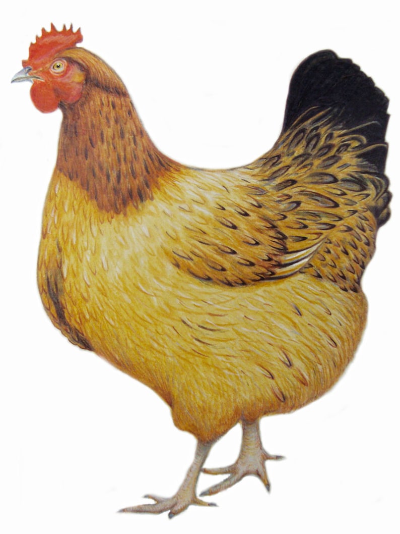 Chicken Print | Hen Picture | Chicken Drawing | Chicken Picture | Hen ...