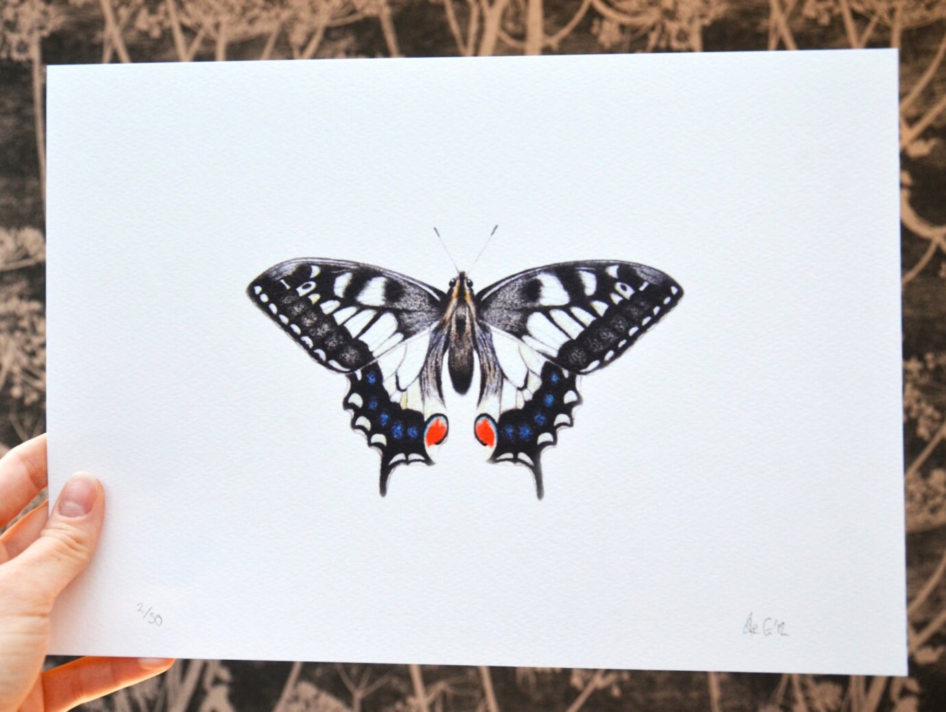Butterfly Print | Swallowtail Butterfly | Butterfly Picture | Black and ...
