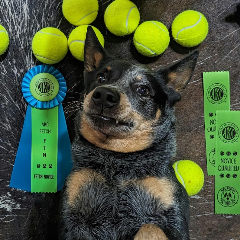 AKC Fetch Novice Dog Rosette Ribbon - Etsy