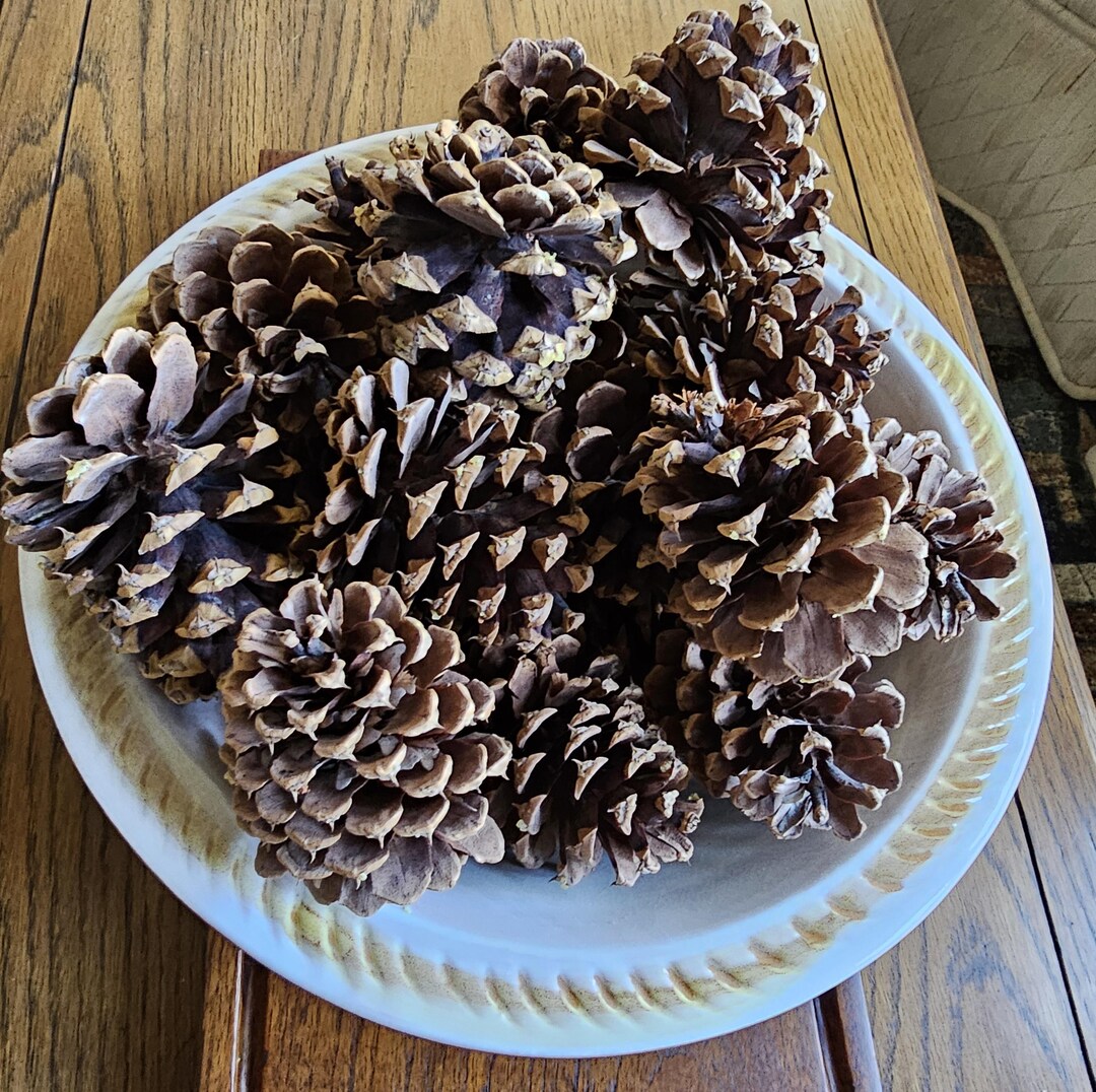 Lot of 30 Ponderosa Pine Cones, Plain, Crafting Pine Cones, Untouched ...