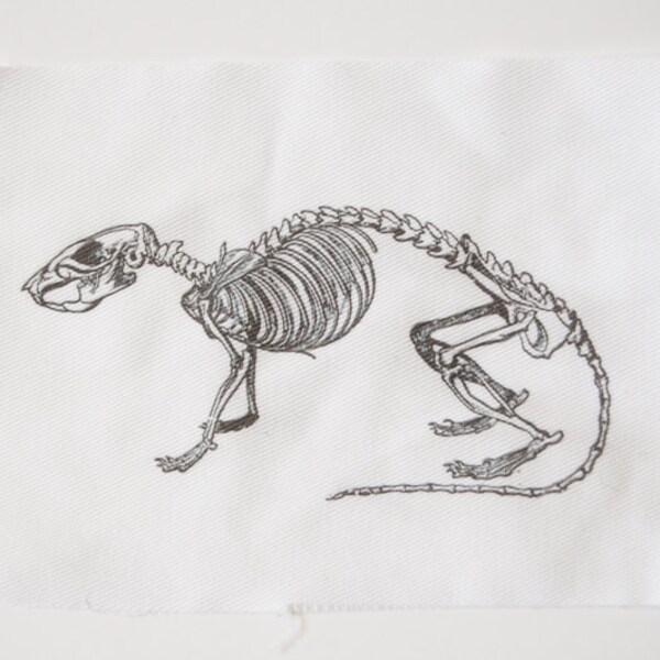 Rat Skeleton - Etsy