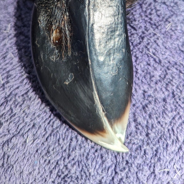 Raven Taxidermy - Etsy