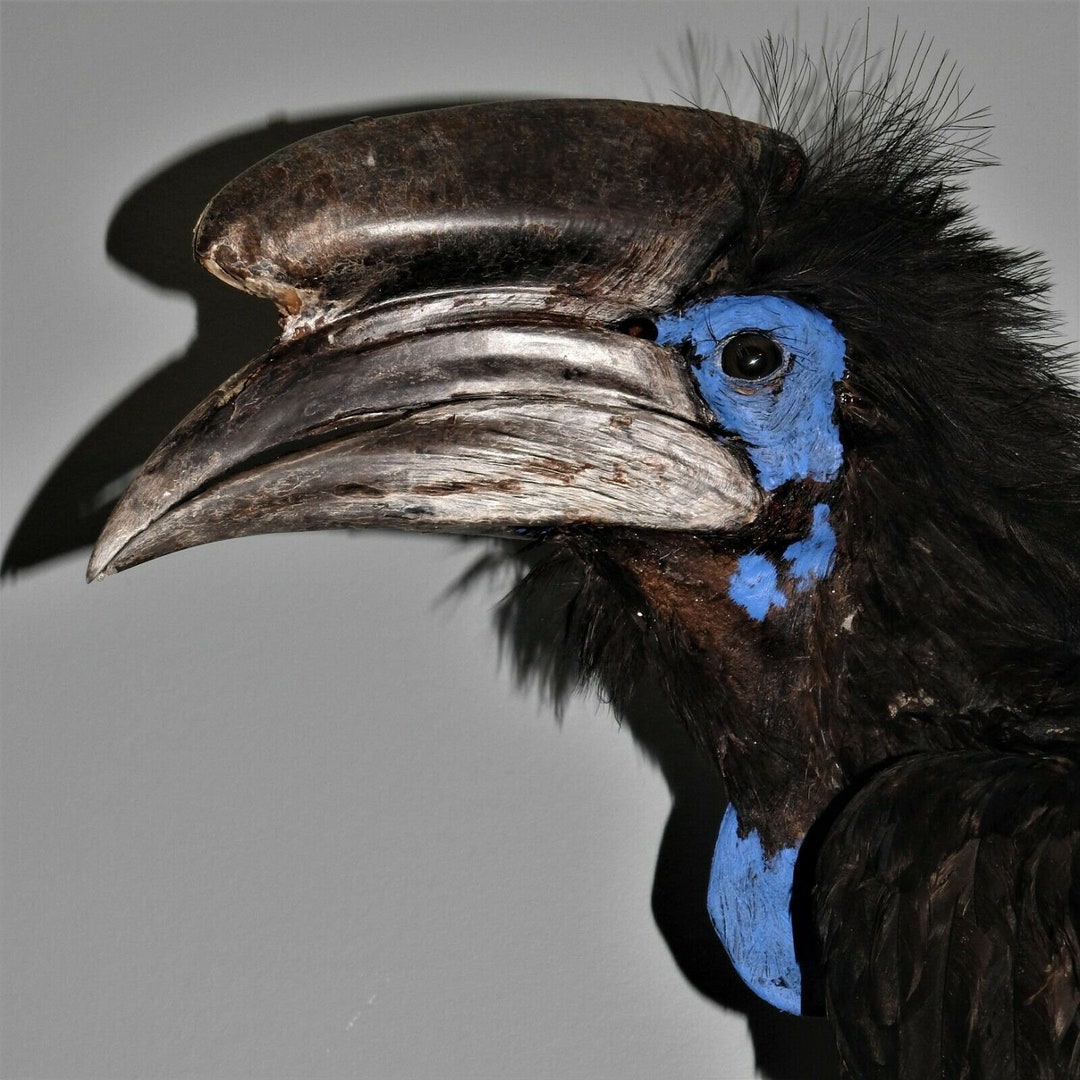 African Black Casque Hornbill Taxidermy Wall Mount - Etsy