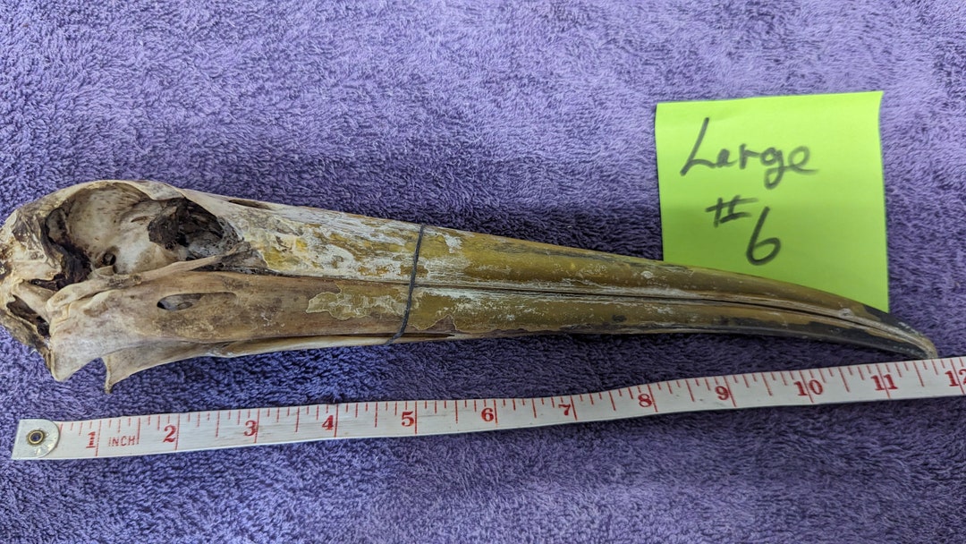 Real Skull Yellow-billed Stork Mycteria Ibis Taxidermy LARGE Skulls 678 ...