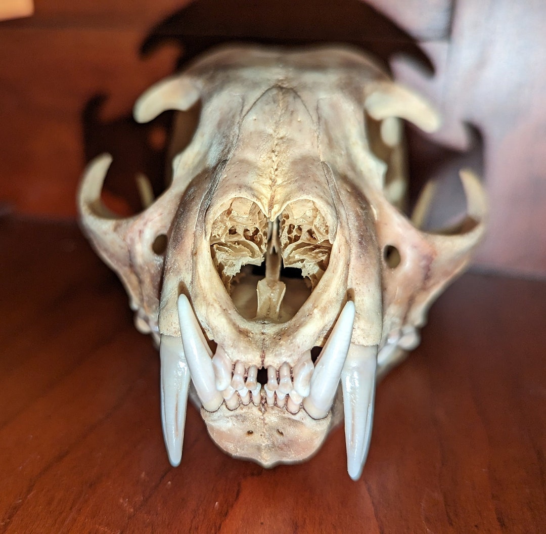 LYNX Skull Canadian 3 Real Bone - Etsy UK