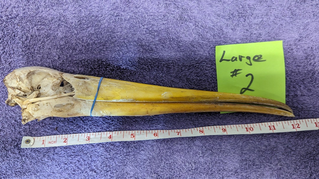 Real Skull Yellow-billed Stork Mycteria Ibis Taxidermy LARGE Skulls 234 ...