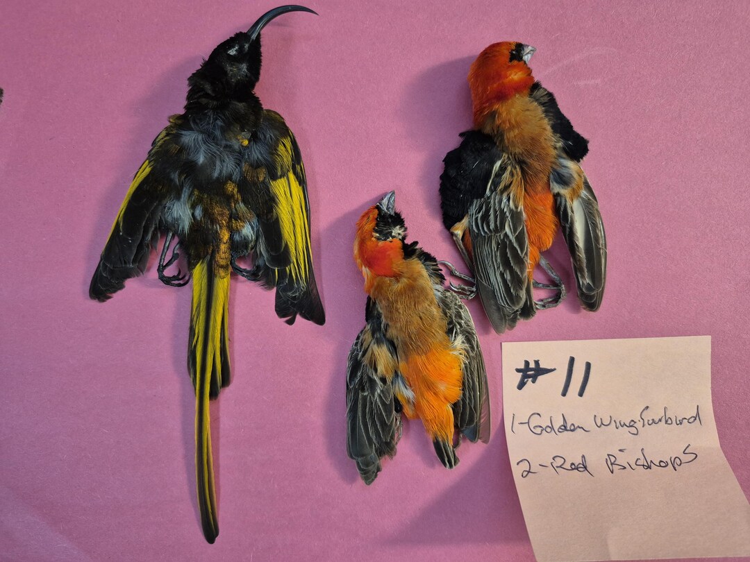 Assorted Bird Skin #11 Bird Skin for Taxidermy - Etsy