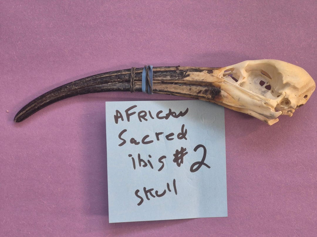 Sacred Ibis Skull Real Bone #2 or #4 - Etsy
