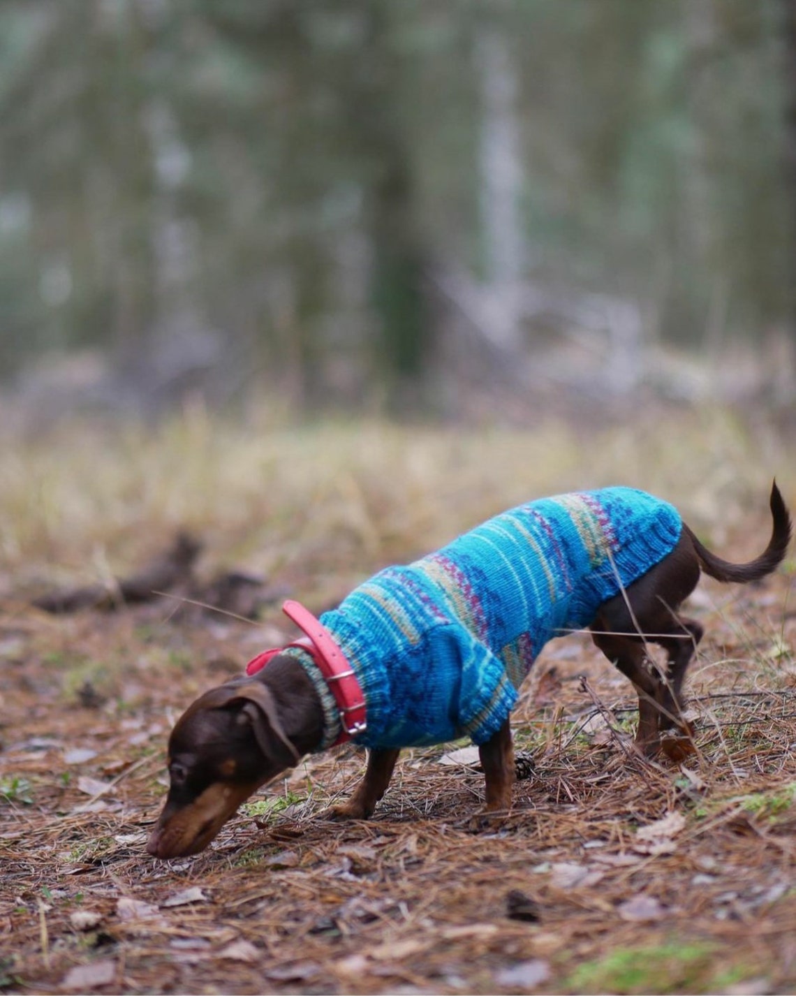 Knit dog clothes All breeds Custom Dog Clothes Dachshund | Etsy