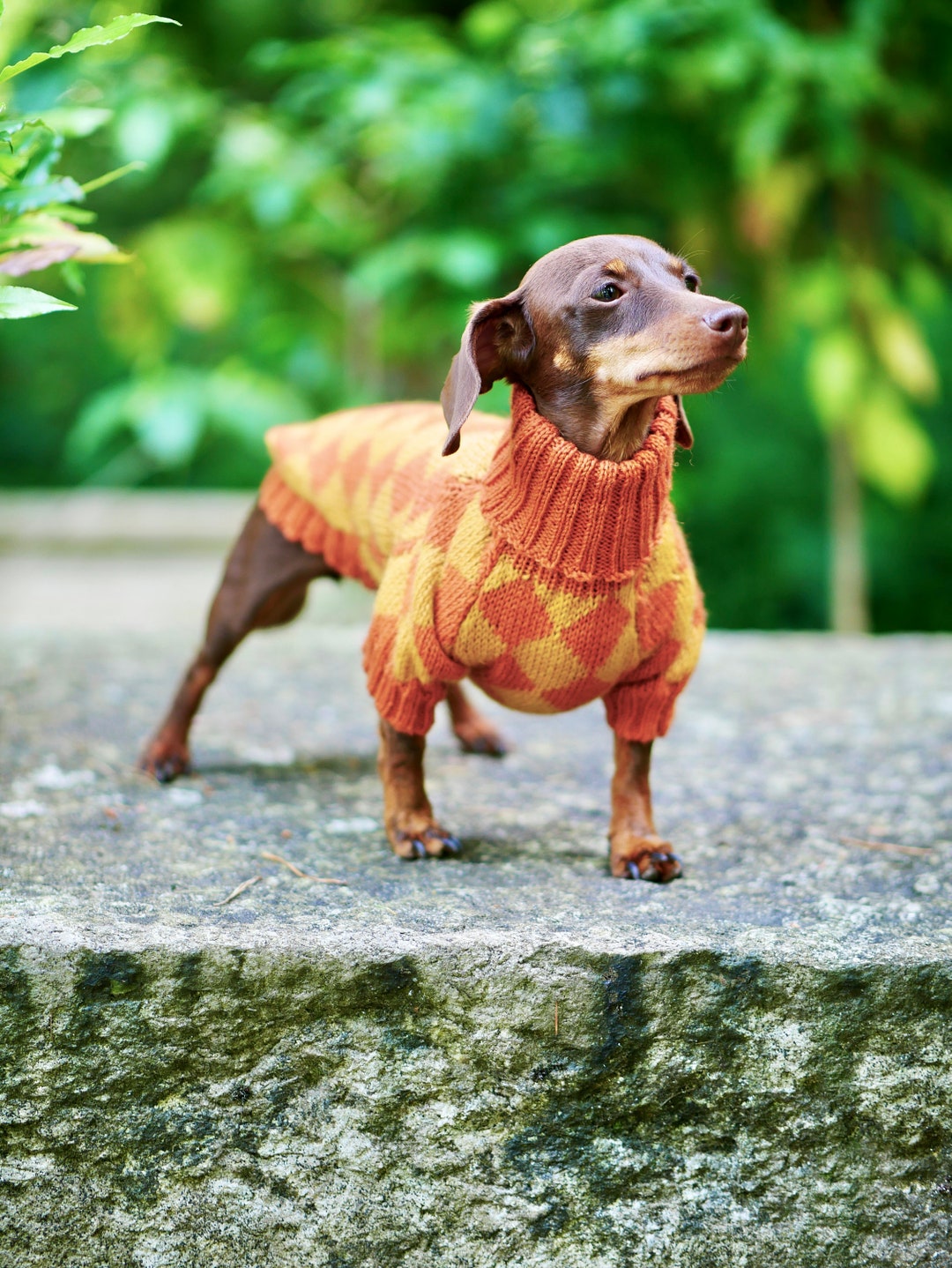 Unique Harlequin Dog Sweater - All Breeds - Wool - Dachshund Clothing ...