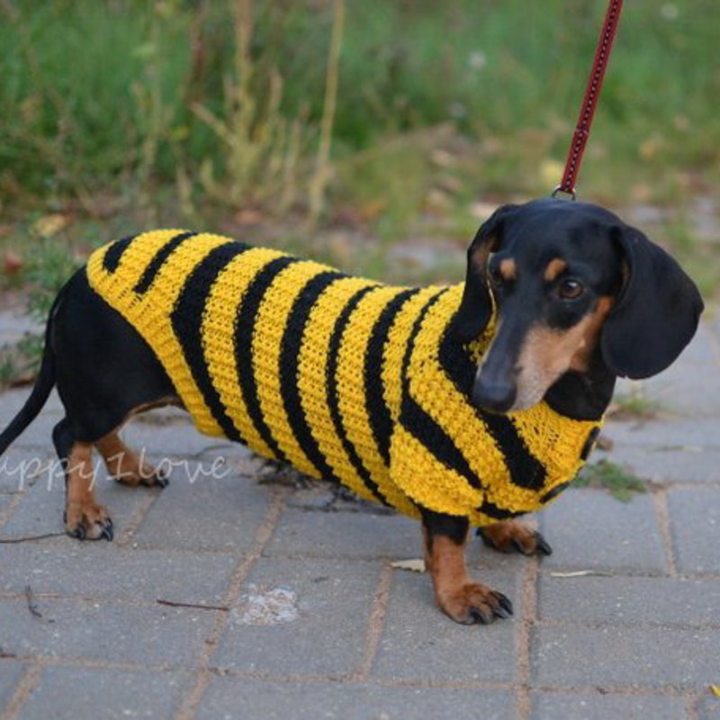 Dog Halloween Bee Costume - Etsy