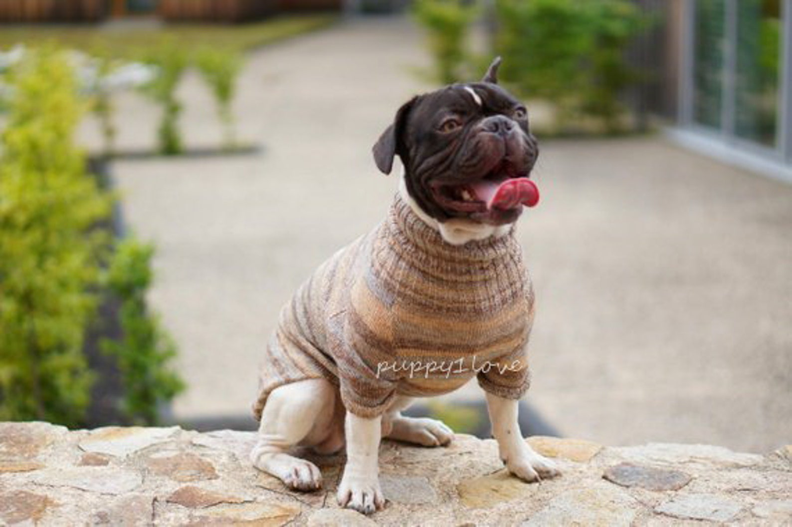 Dog Clothes Frenchie Clothing Dog Sweater French Bulldog - Etsy UK