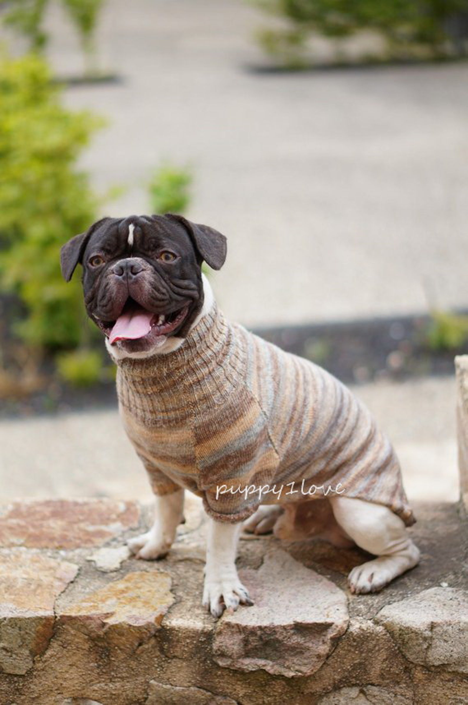 Dog Clothes Frenchie Clothing Dog Sweater French Bulldog - Etsy UK