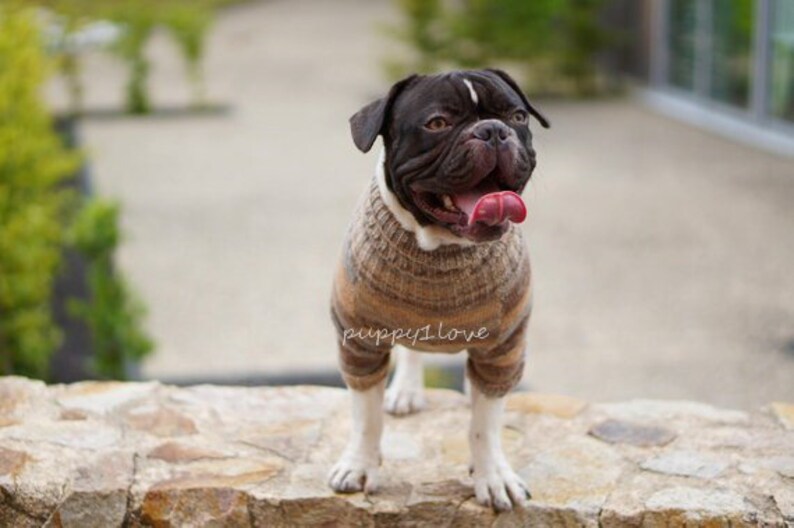 Dog Clothes Frenchie Clothing Dog Sweater French Bulldog - Etsy UK